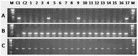 Pcr Analysis Of Sperm From 17 Male Recipients 7 Months After Germ Cell