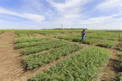 Pulse Breeding Research Update Dry Bean Pea And Chickpea