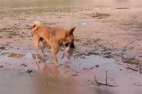 猴子狗子太坏了，老想欺负我