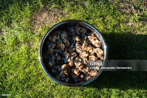 생활 해킹 식용 헬릭스 포마티아 포도 달팽이 로마 달팽이 또는 부르고뉴 달팽이를 요리합니다 냄비에 껍질이없는 달팽이 고기
