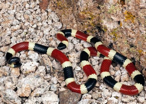 Arizona Snakes Identification Guide Beginner Friendly Info