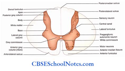 Spinal Cord Anatomy Structure Function And Diagram Cbse School Notes