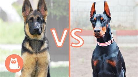 Are Dobermans More Aggressive Than German Shepherds? Trust The Answer ...