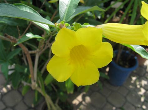 植物編のキョウチクトウ科のヒメアリアケカズラ