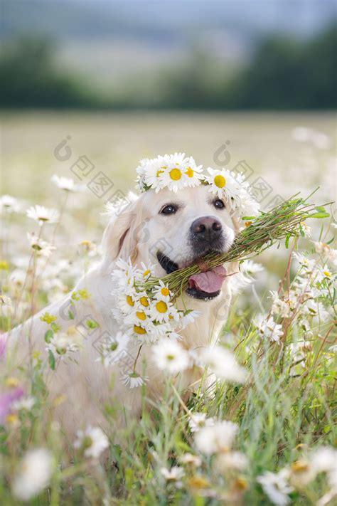 金毛猎犬在葱郁的高山草甸 包图企业站
