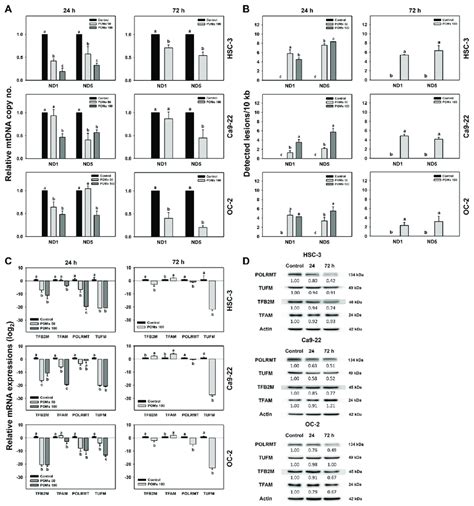 Mtdna Copy Number Mtdna Lesion And Mitochondrial Biogenesis Of Oral