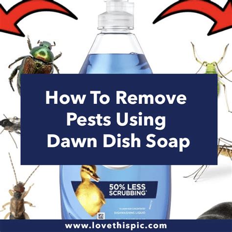 How To Remove Pests Using Dawn Dish Soap