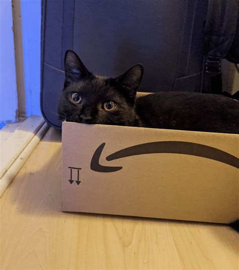 this isn t what i ordered r catsbeingcats