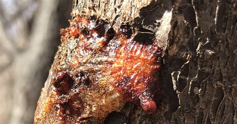 Diagnosing Trees With Oozing Sap Again