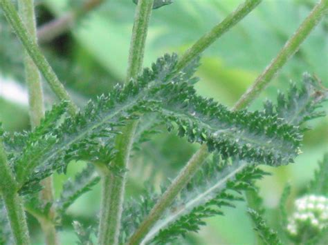 植物編のキク科のノコギリソウ