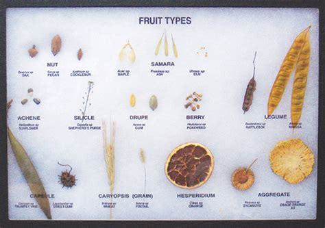 fruit types display