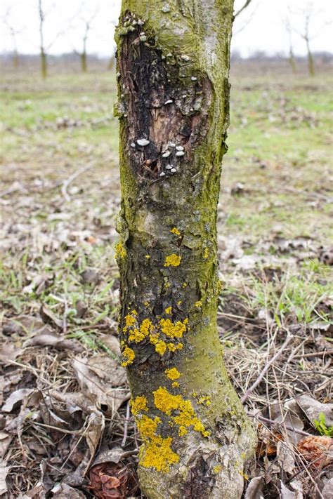 Les Maladies Des Arbres Fruitiers Dans Le Jardin Dommages Causés Au