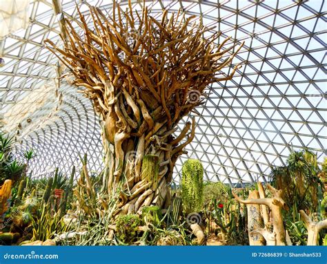 Tropical Exhibition Greenhouse Plants Editorial Stock Image Image Of