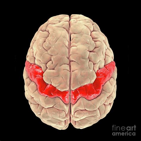 Human Brain With Highlighted Precentral Gyrus Photograph By Kateryna