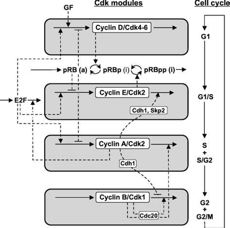 From Simple To Complex Patterns Of Oscillatory Behavior In A Model For The Mammalian Cell Cycle
