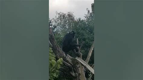 гарила Youtube