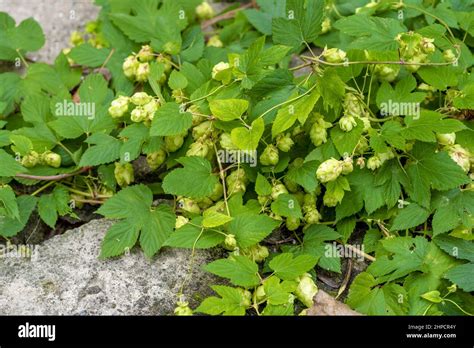 A Sprig Of Hops The Concept Hop Harvesting Ingredient For Production