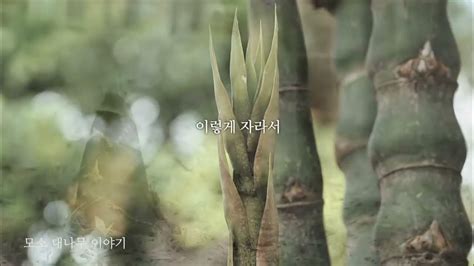 홍보1 모소대나무 Youtube