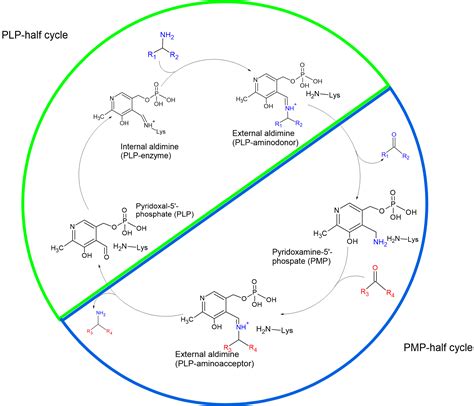 Quantumzyme Enzyme Panel