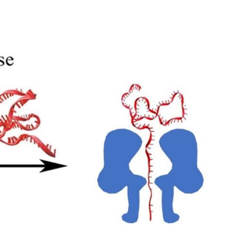 Schematic Illustration Of R Solanacearum Detection Combining The