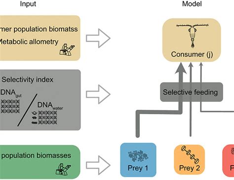 Dna Metabarcoding Highlights Cyanobacteria As The Main Source Of Primary Production In A Pelagic