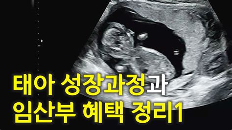 [vlog] 임신 6주에서 12주까지 초음파로 보는 태아 성장과 발달 임산부 혜택과 해야 할 일 아기집 심장소리 ️ Youtube