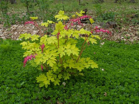Old Fashioned Bleeding Heart Knechts Nurseries And Landscaping