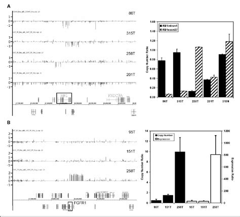 Figure 1 From High Resolution Single Nucleotide Polymorphism Array