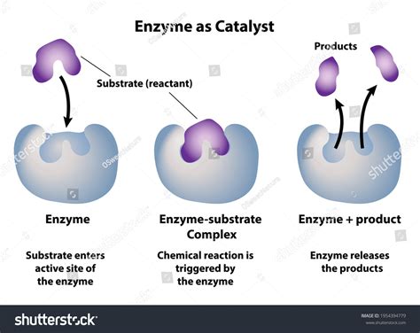 Enzyme Substrate Complex Animation