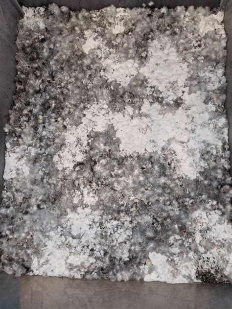 Penicilium Or Trich R Contamfam