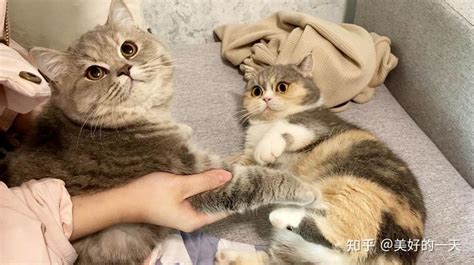 自从 养猫”后，生活立马有意思多了！ 知乎