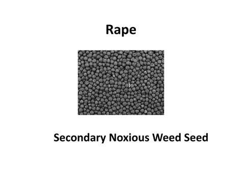 Bitter Nightshade Common Weed Seed Ppt Download