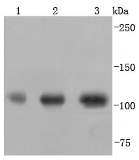 Pgc1 Alphabeta Recombinant Rabbit Monoclonal Antibody Jf09 71