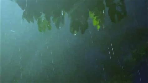 Rain In Forest White Noise Sleep Study Focus 10 Hours Rainstorm