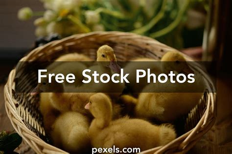 Telegraphcutegirls Photos Download The Best Free Telegraphcute