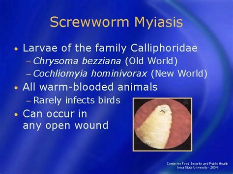 Screwworm Myiasis Gusanos Mosca Verde Gusano Barrendor Gusaneras