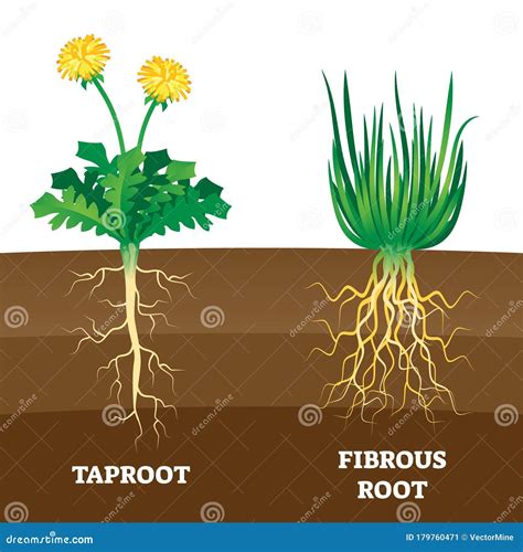Taproot And Fibrous Root Example Comparison Vector Illustration Scheme Stock Vector