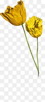 黄色创意手绘精美花朵PNG图片素材下载 图片编号yemmbzmp 免抠素材网