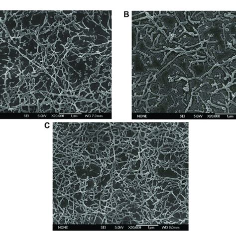 Electron Micrographs Of Plga Nanoparticles Fabricated With Different