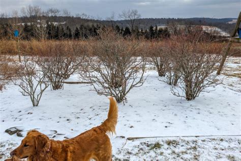 How To Propagate Blueberries In Late Winter For Endless New Plants