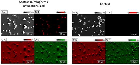 Nanomaterials Free Full Text Cell Biological Response And Sub Toxic Inflammatory Effects Of