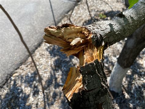 Broken Branch Surviving General Fruit Growing Growing Fruit