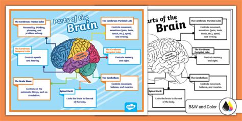 Parts Of The Brain Poster