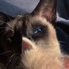Pytorch Cite Kaggle