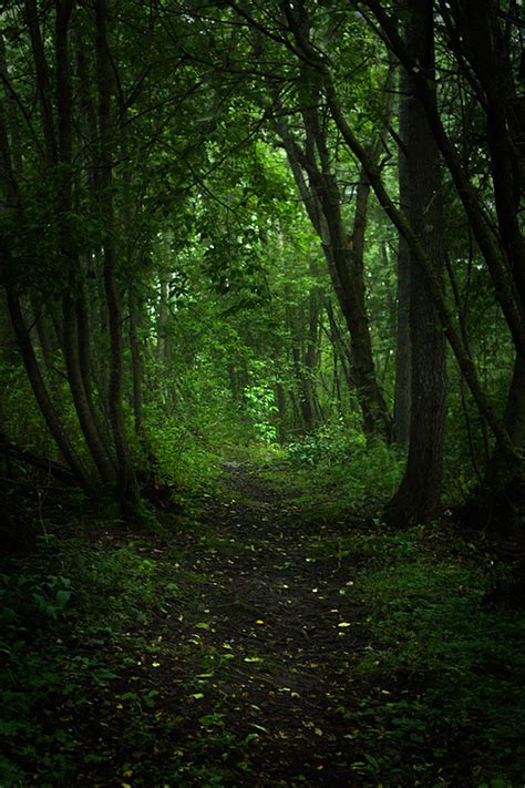 The Woods The Photographic Wanderer