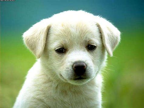 Cachorros Rompecabezas En L Nea