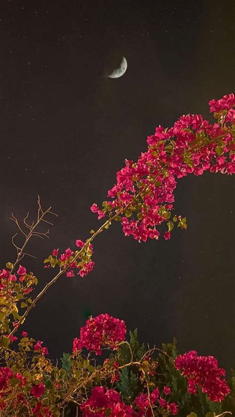 Pinterest Purple Flowers Wallpaper Wallpaper Nature Flowers