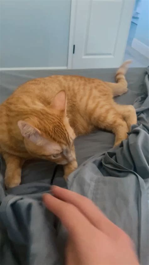 Pino The String Fetching Cat🐾 Rcats