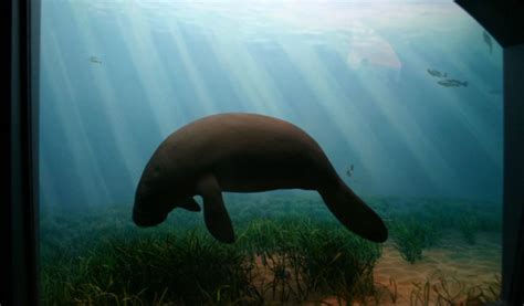 Manatees Facts Information And Pictures