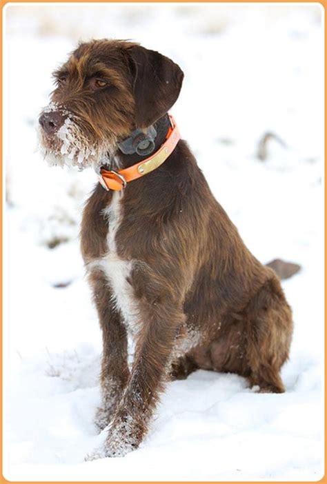 Pudelpointer Facts Puppies Price Characteristics Information